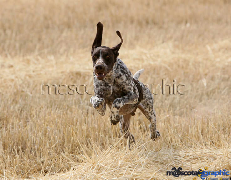 Braco Alemán corriendo – German Braco running – Mascota Graphic