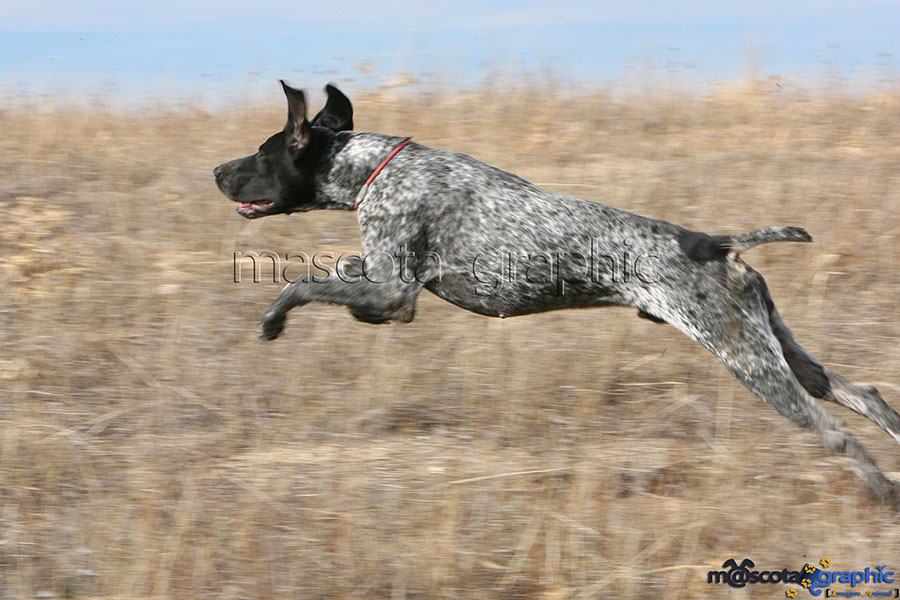 Braco Alemán corriendo – German Braco running (2) – Mascota Graphic