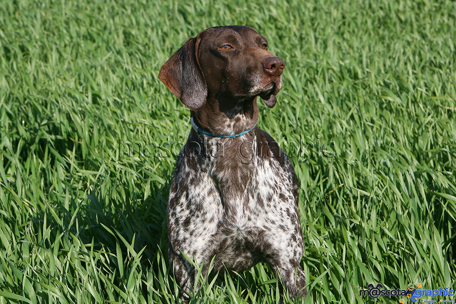Braco Alemán en el trigo – German Braco in the wheat – Mascota Graphic