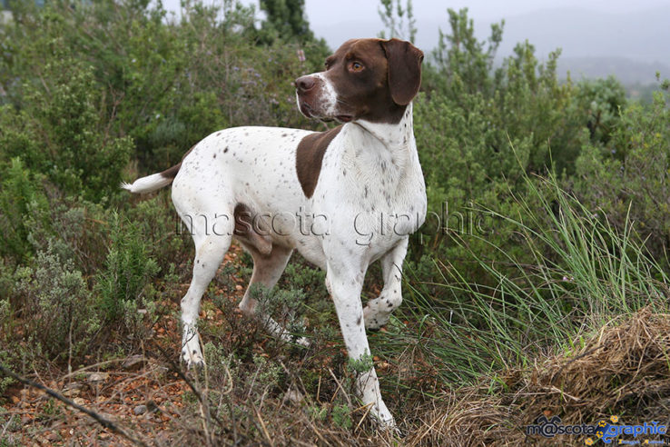 Braco Francés – French Braco – Mascota Graphic
