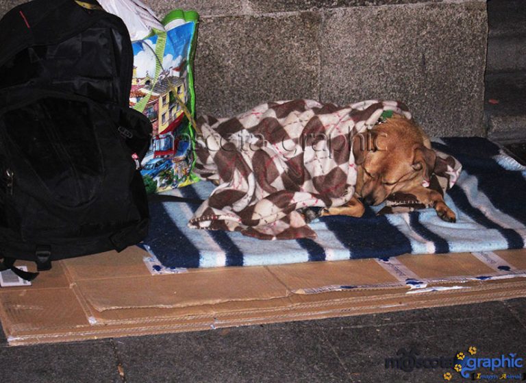 Perro mendigo – Beggar’s gog – Mascota Graphic